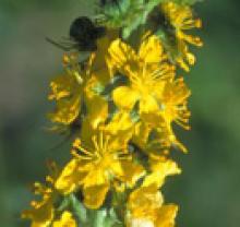 Healing herbs bach flower | Simillimum Health and Homeopathy