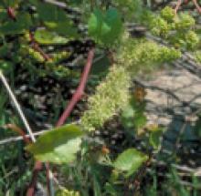 Healing herbs bach flower | Simillimum Health and Homeopathy